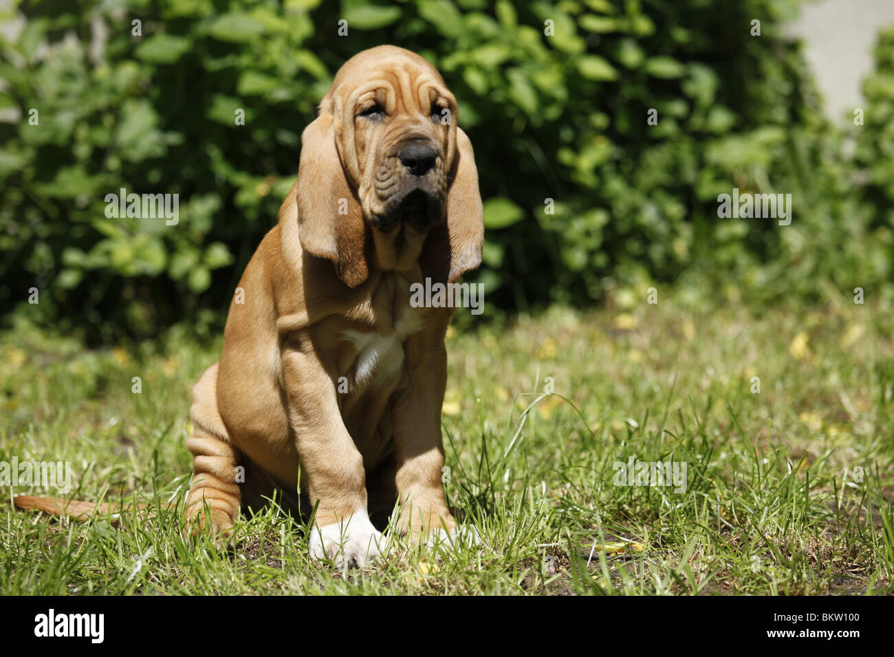 sitzender Bluthund Welpe / sitting Bloodhound Puppy Stock Photo - Alamy