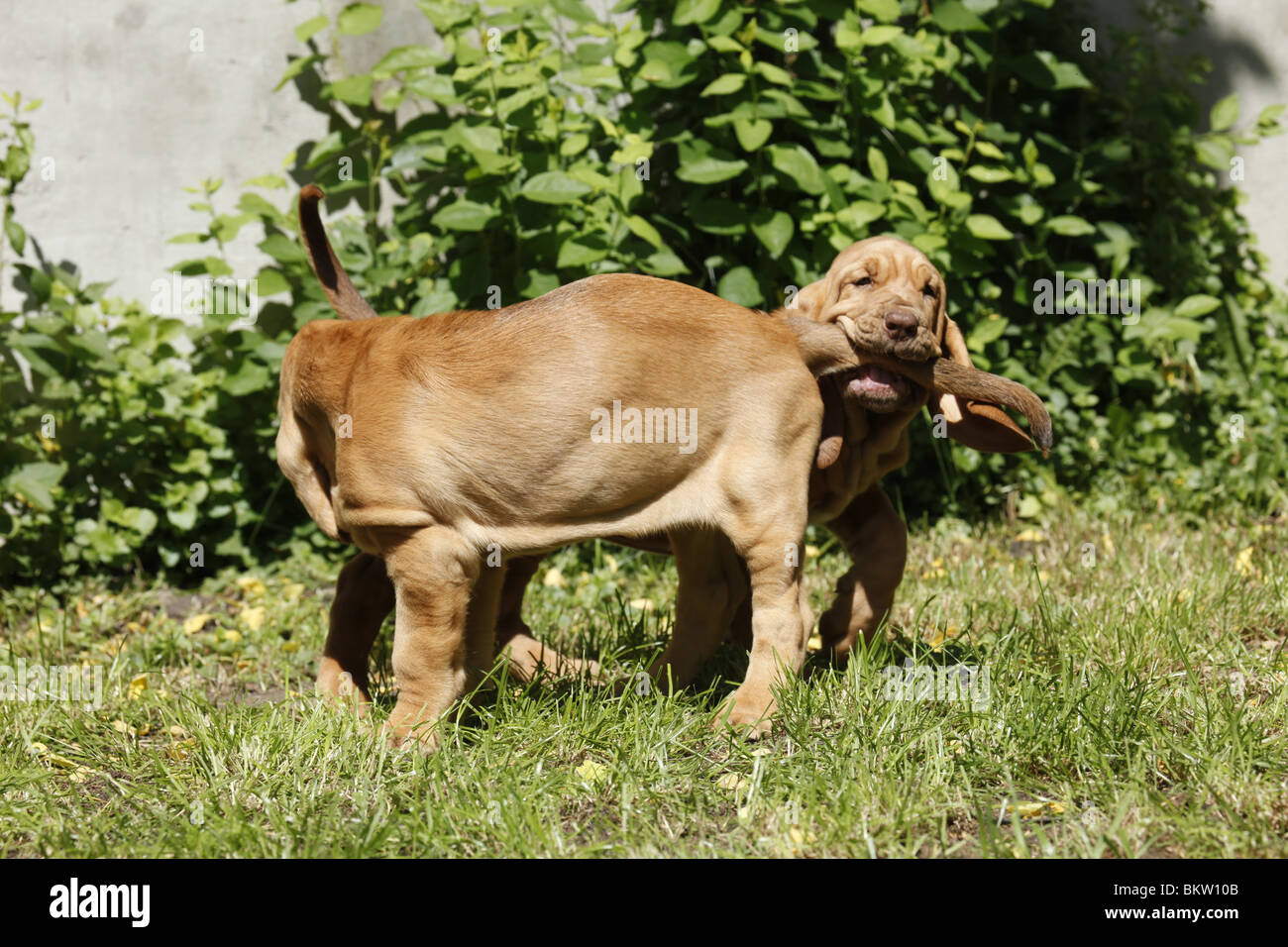 Bluthunde Welpen / Bloodhound Puppies Stock Photo - Alamy
