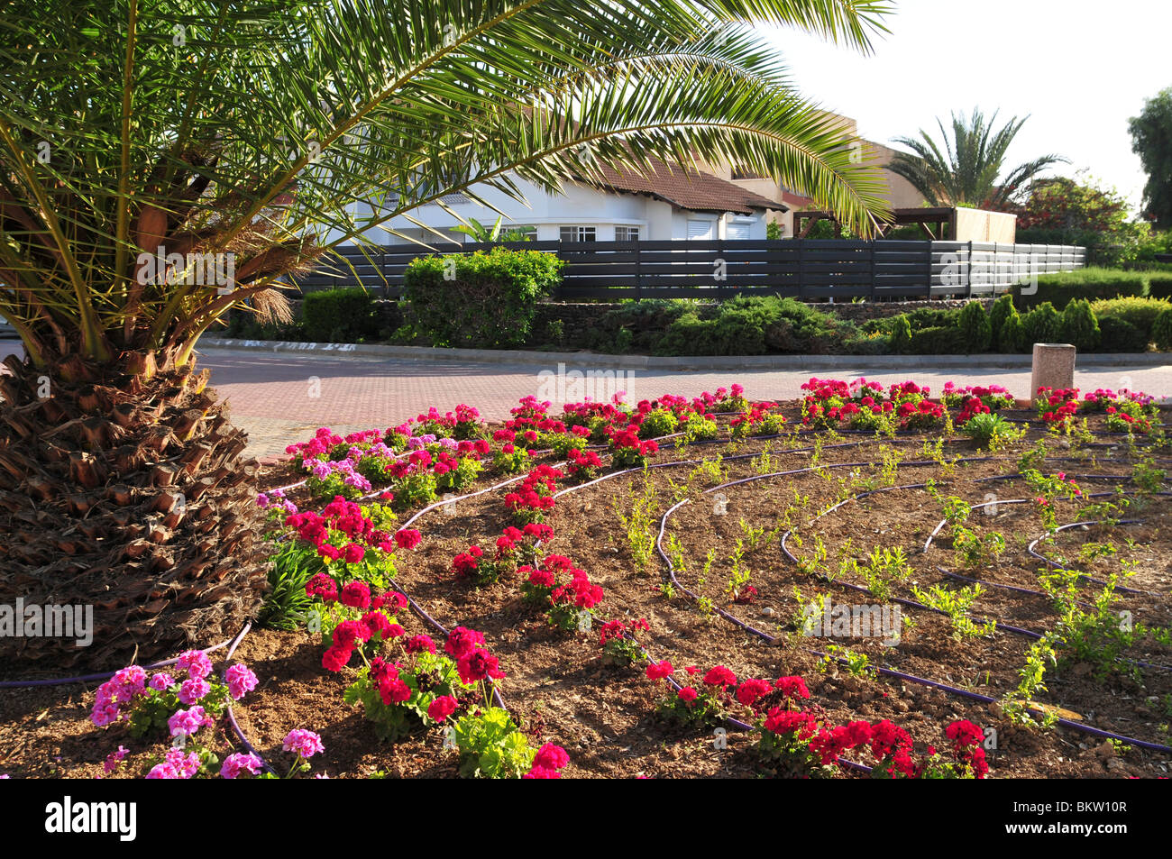 Israel, Drip irrigation in a park Stock Photo - Alamy