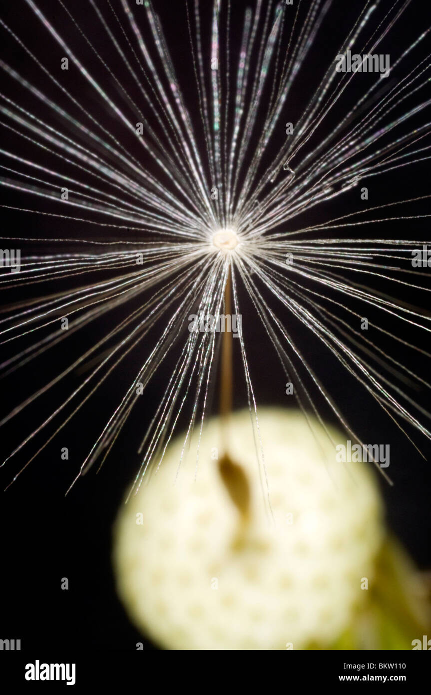 A single dandelion seed still attached to the seed head, black ...