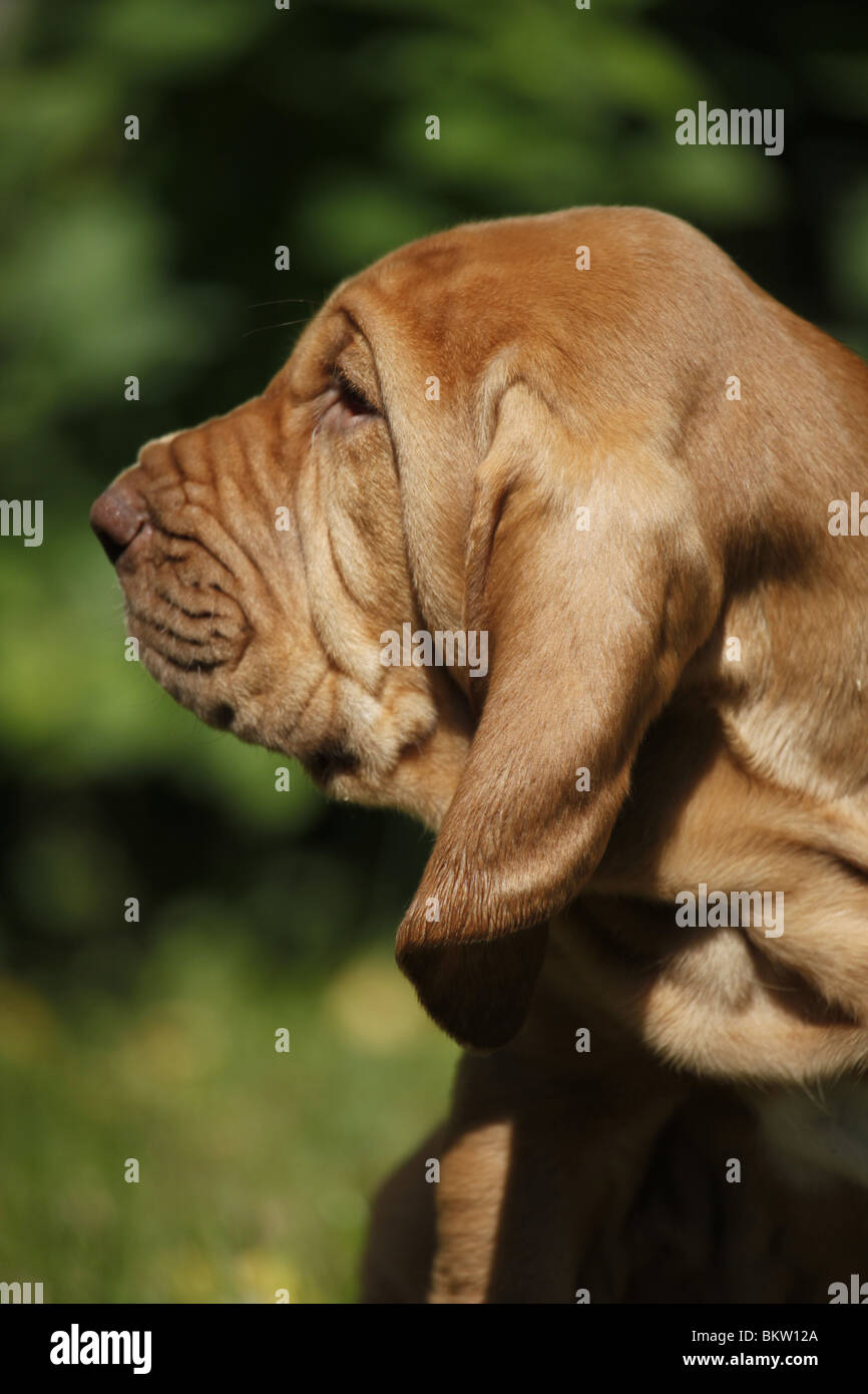 Bluthund Welpe Portrait / Bloodhound Puppy Portrait Stock Photo - Alamy