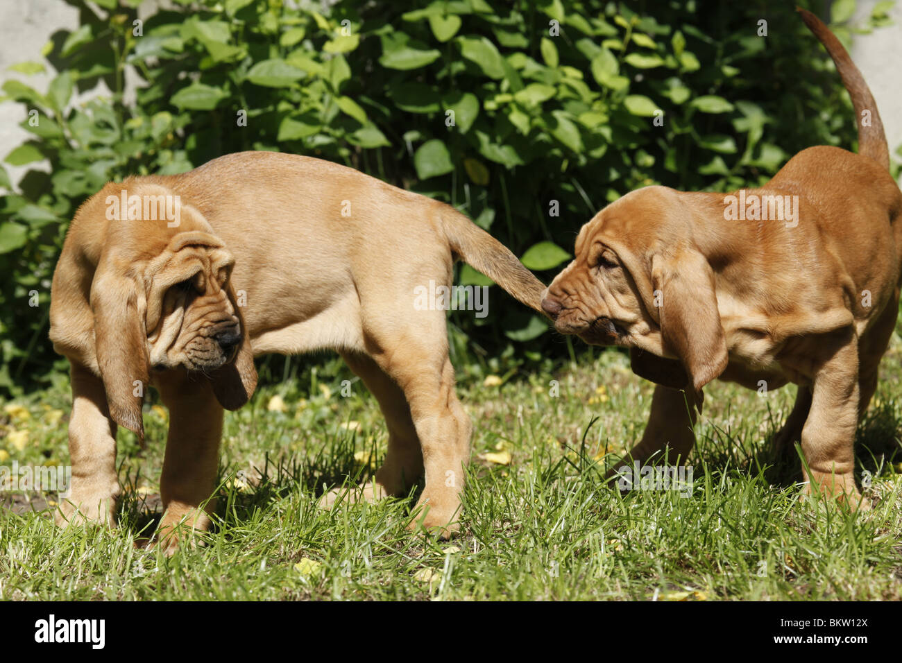 Bluthunde Welpen / Bloodhound Puppies Stock Photo - Alamy