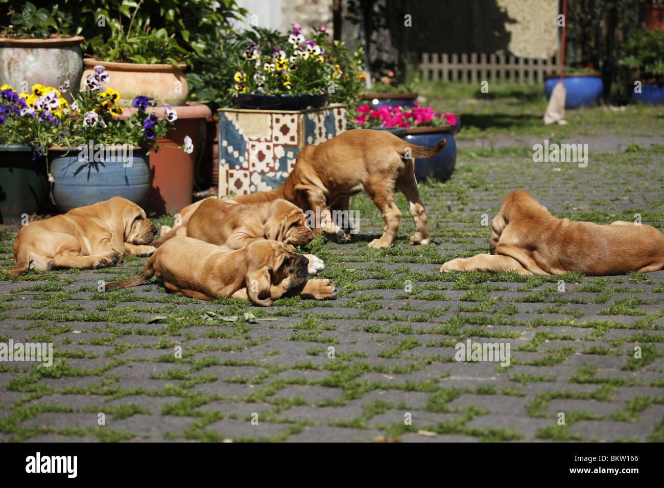 Bluthunde Welpen / Bloodhound Puppies Stock Photo - Alamy