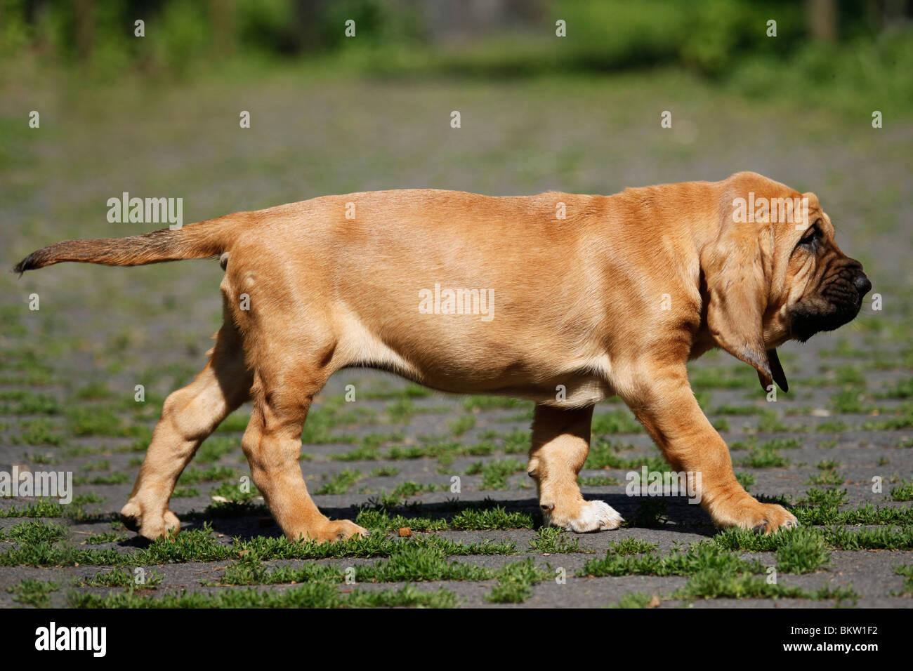 Bluthund Welpe / Bloodhound Puppy Stock Photo - Alamy