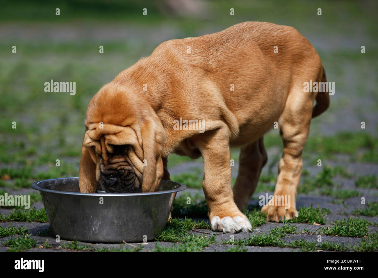 Bluthund Welpe / Bloodhound Puppy Stock Photo - Alamy