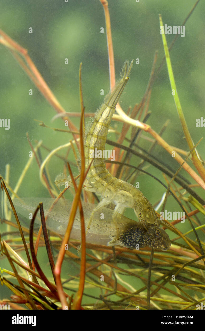 Larva of great diving beetle eating a tadpole Stock Photo - Alamy