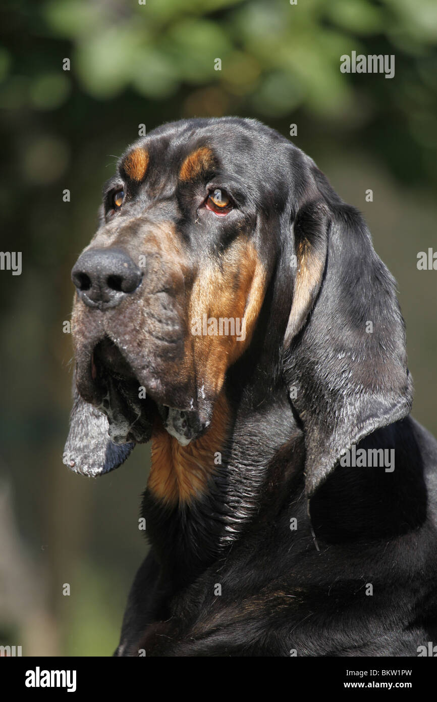 Bluthund Portrait / Bloodhound Portrait Stock Photo - Alamy