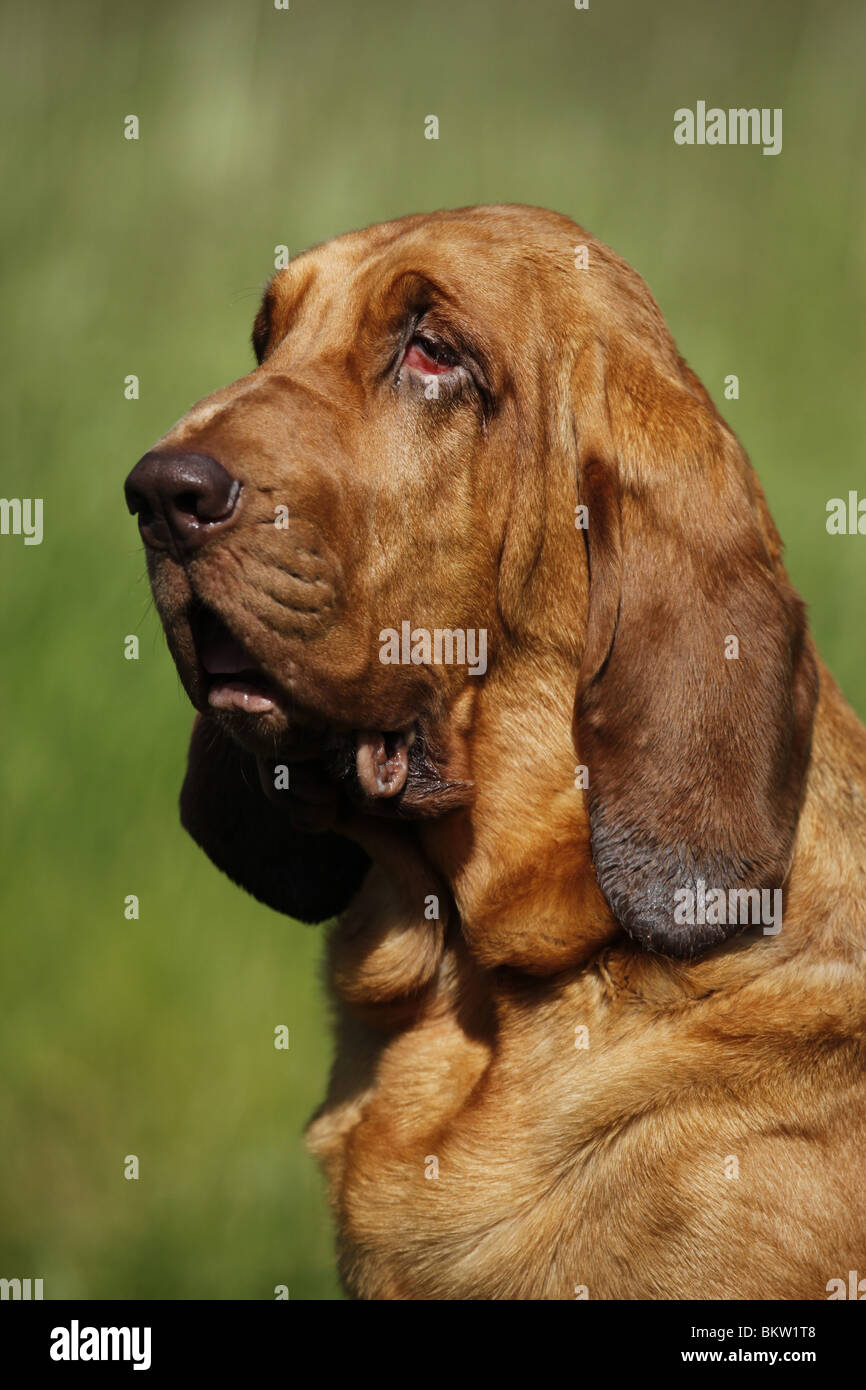 Bluthund Portrait / Bloodhound Portrait Stock Photo - Alamy