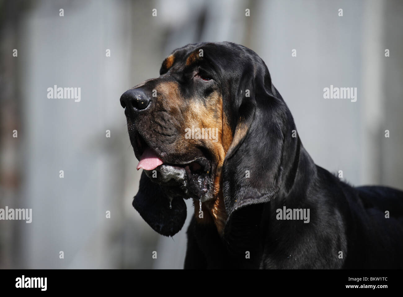 Bluthund Portrait / Bloodhound Portrait Stock Photo - Alamy