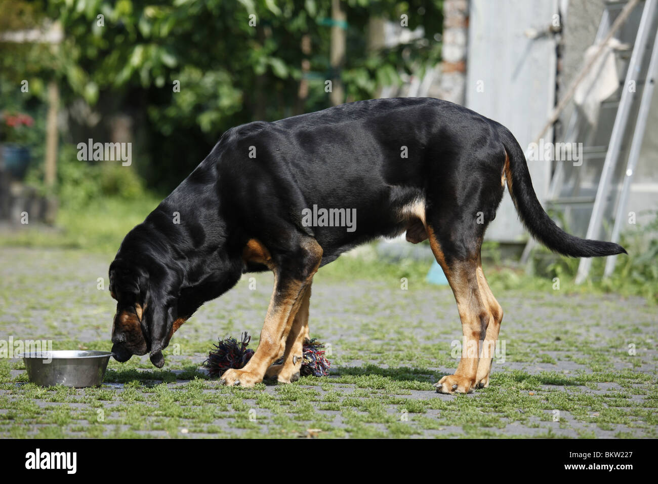 Bluthund / Bloodhound Stock Photo - Alamy