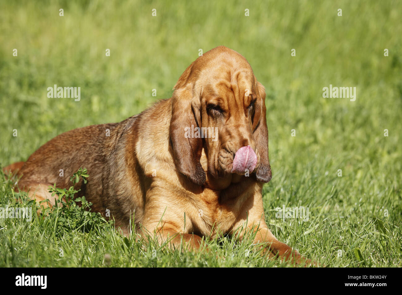 Bluthund auf Wiese / Bloodhound on meadow Stock Photo - Alamy