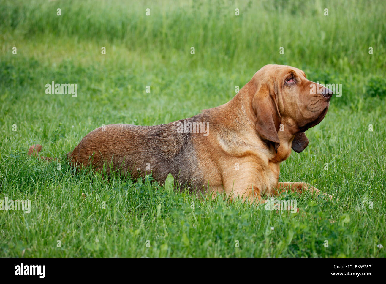 Bluthund auf Wiese / Bloodhound on meadow Stock Photo - Alamy