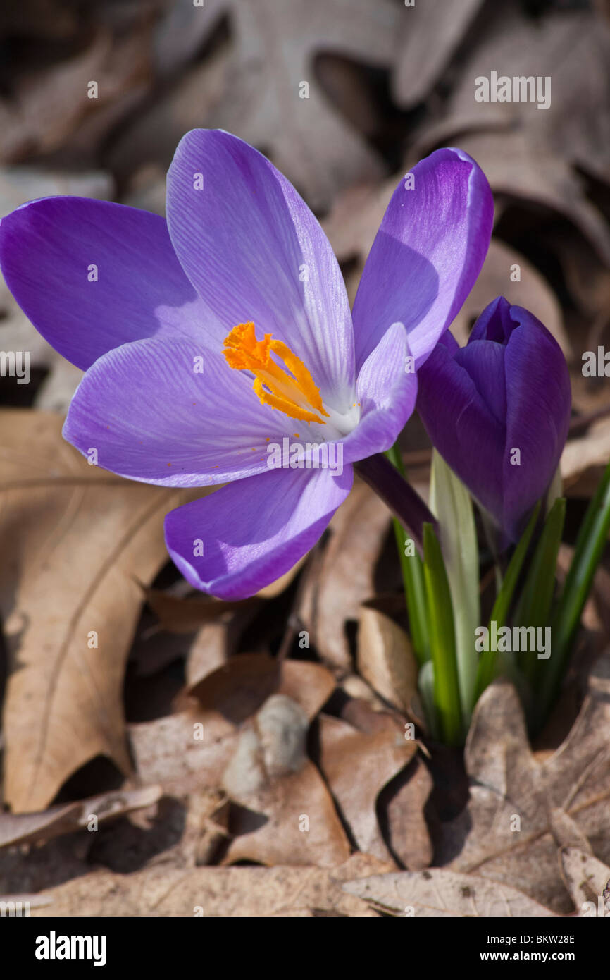 Single purple Crocus Chrysanthus close up overhead from above top view ...