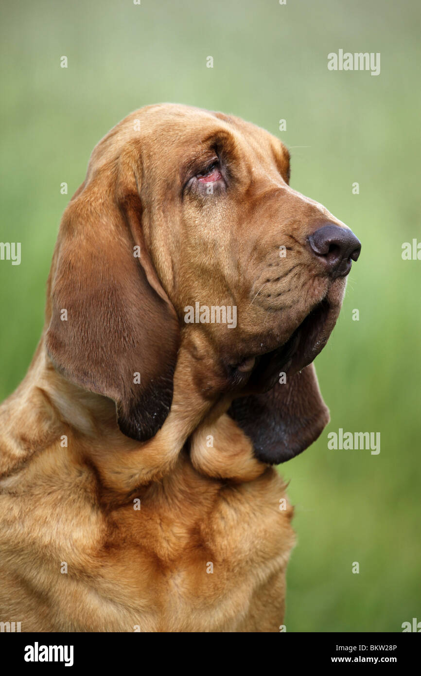 Bluthund Portrait / Bloodhound Portrait Stock Photo - Alamy