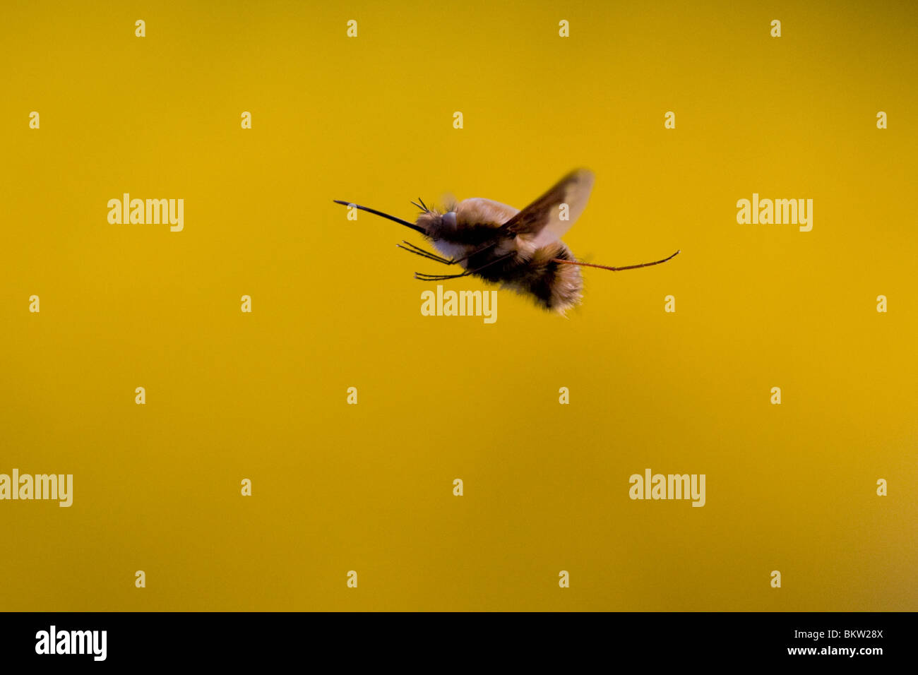 Yellow fly bombylius hi-res stock photography and images - Alamy