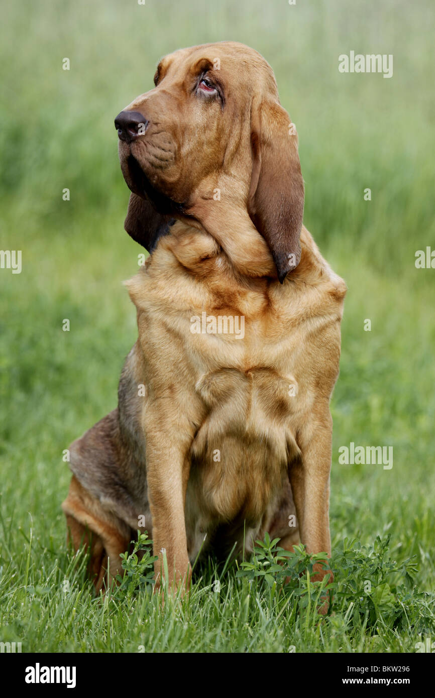 sitzender Bluthund / sitting Bloodhound Stock Photo - Alamy