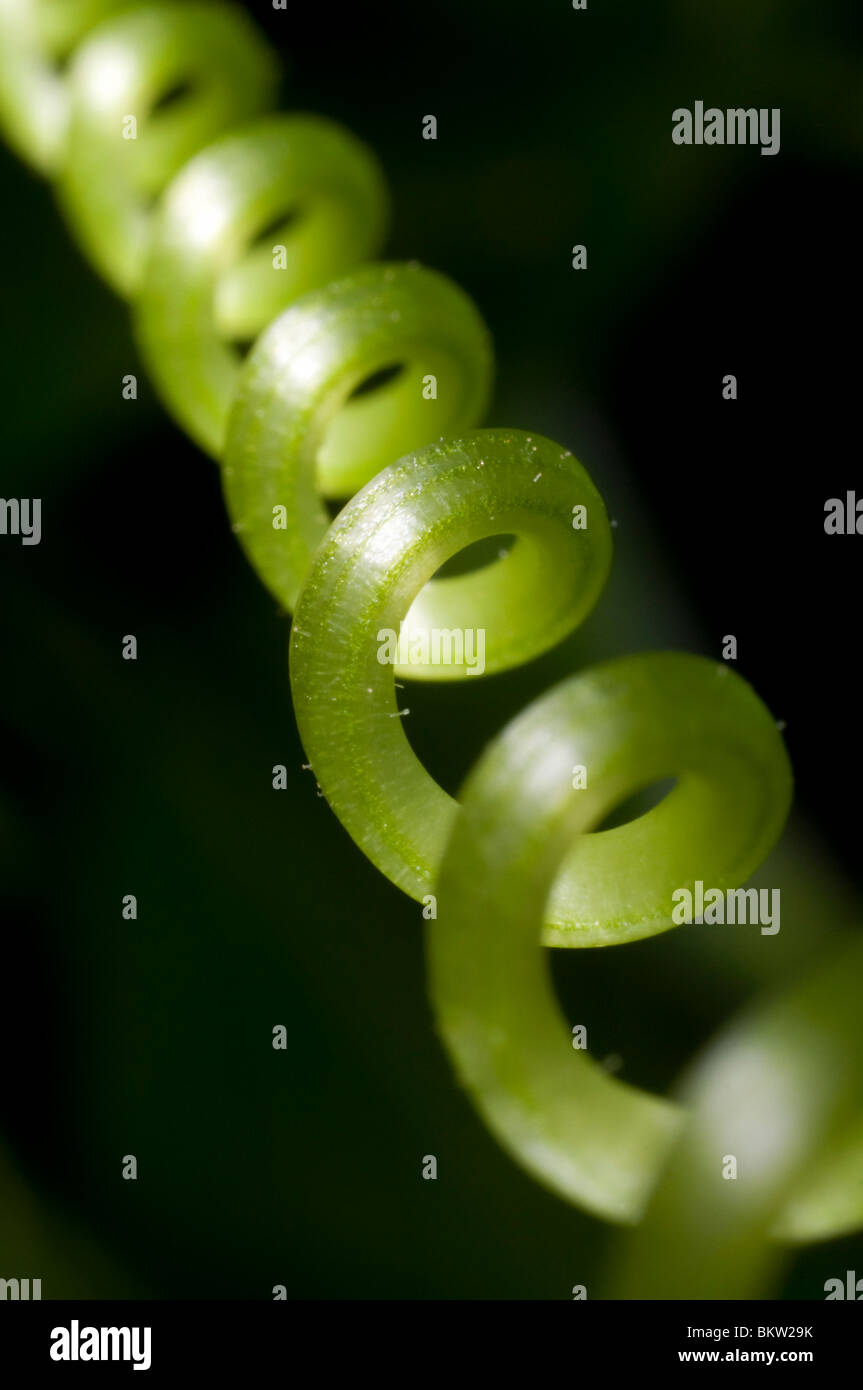 Extreme close up of the coiled tendrils of white bryony (Bryonia Alba ...