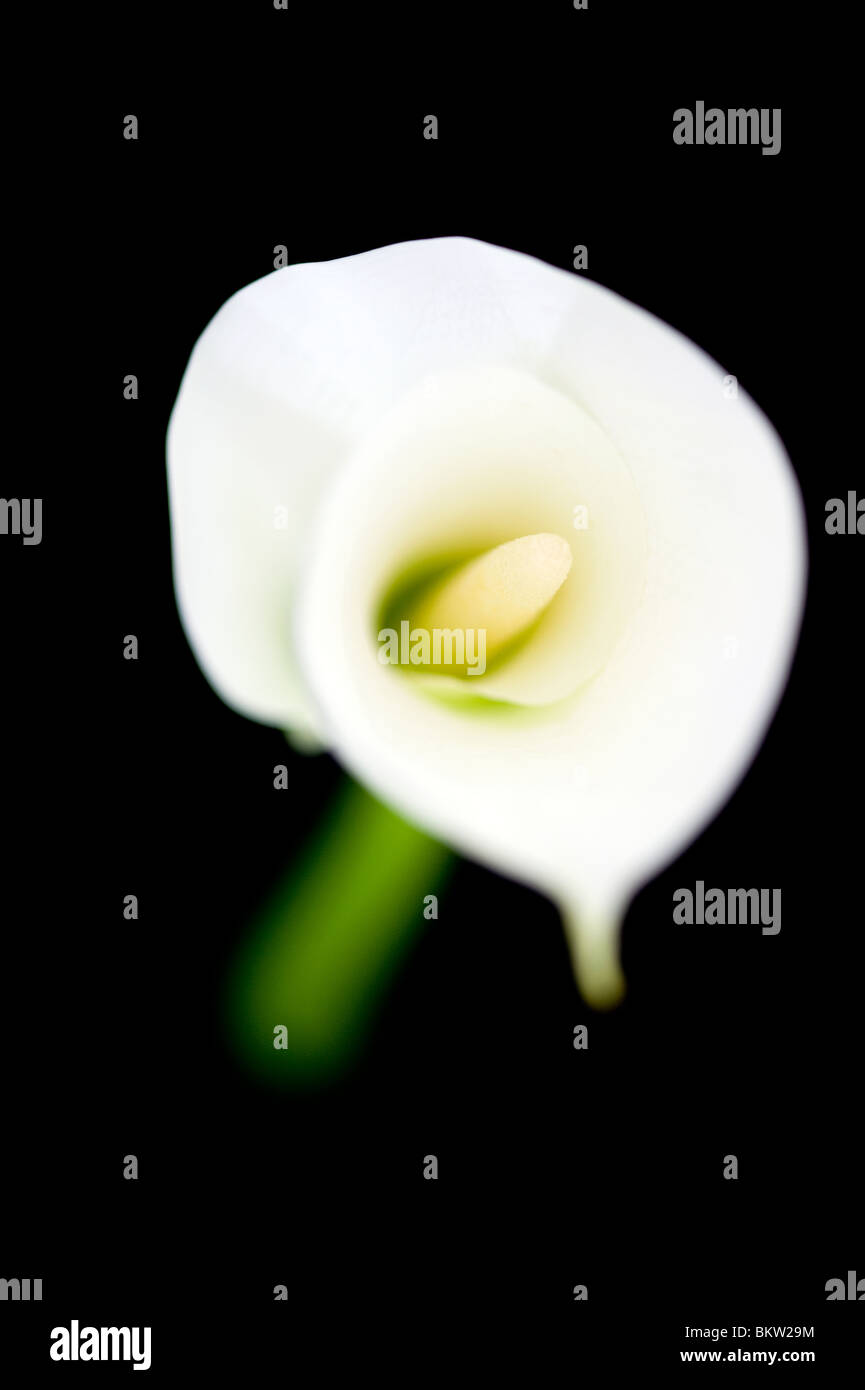 Calla lilies against black background Stock Photo - Alamy