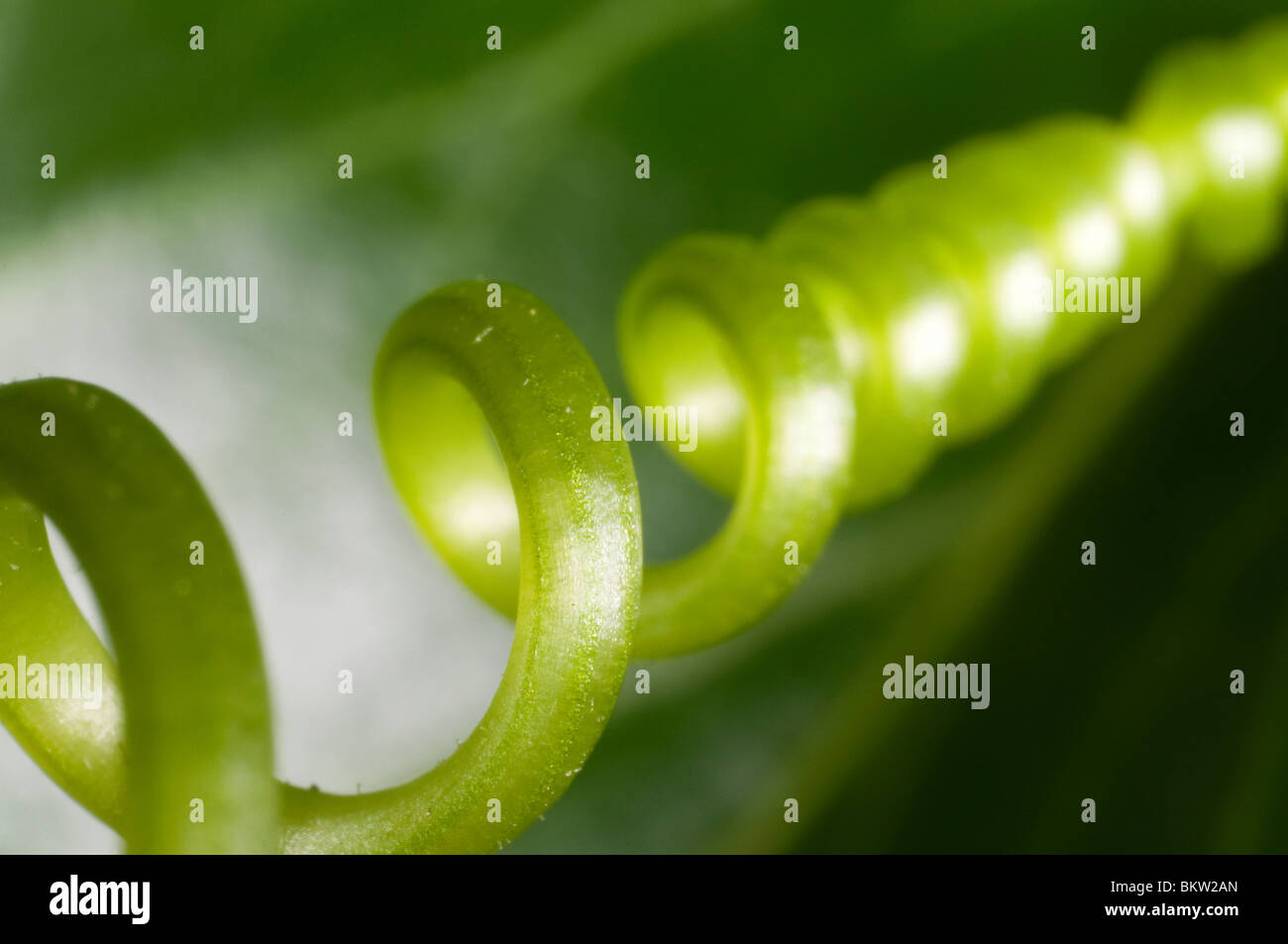 Extreme close up of the coiled tendrils of white bryony (Bryonia Alba ...