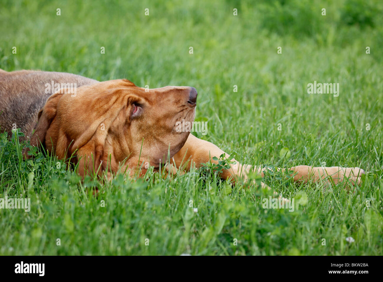 Bluthund auf Wiese / Bloodhound on meadow Stock Photo - Alamy