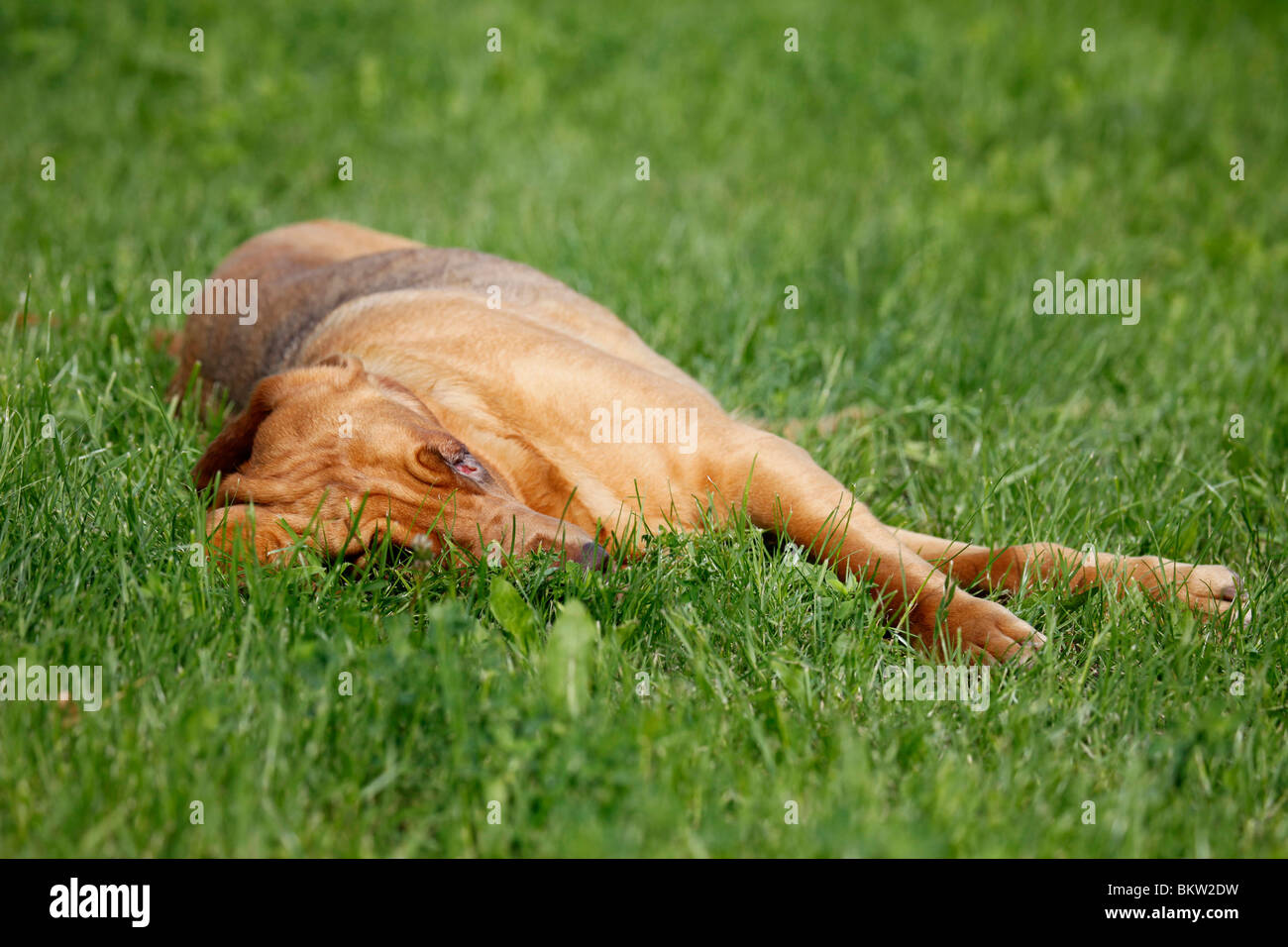 Bluthund auf Wiese / Bloodhound on meadow Stock Photo - Alamy