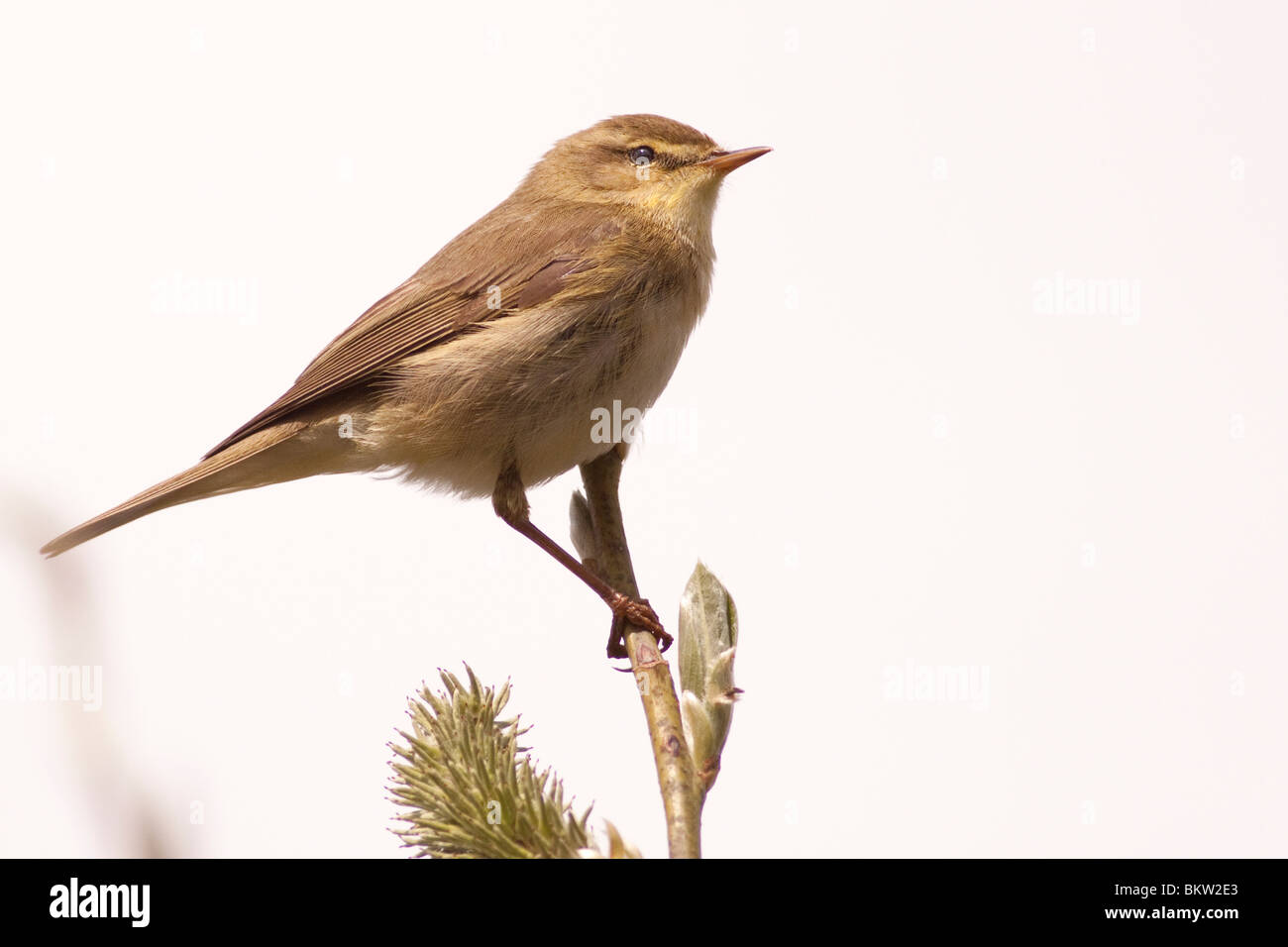 Chiffchaff singing away in the North Yorkshire moors on Cod Beck ...