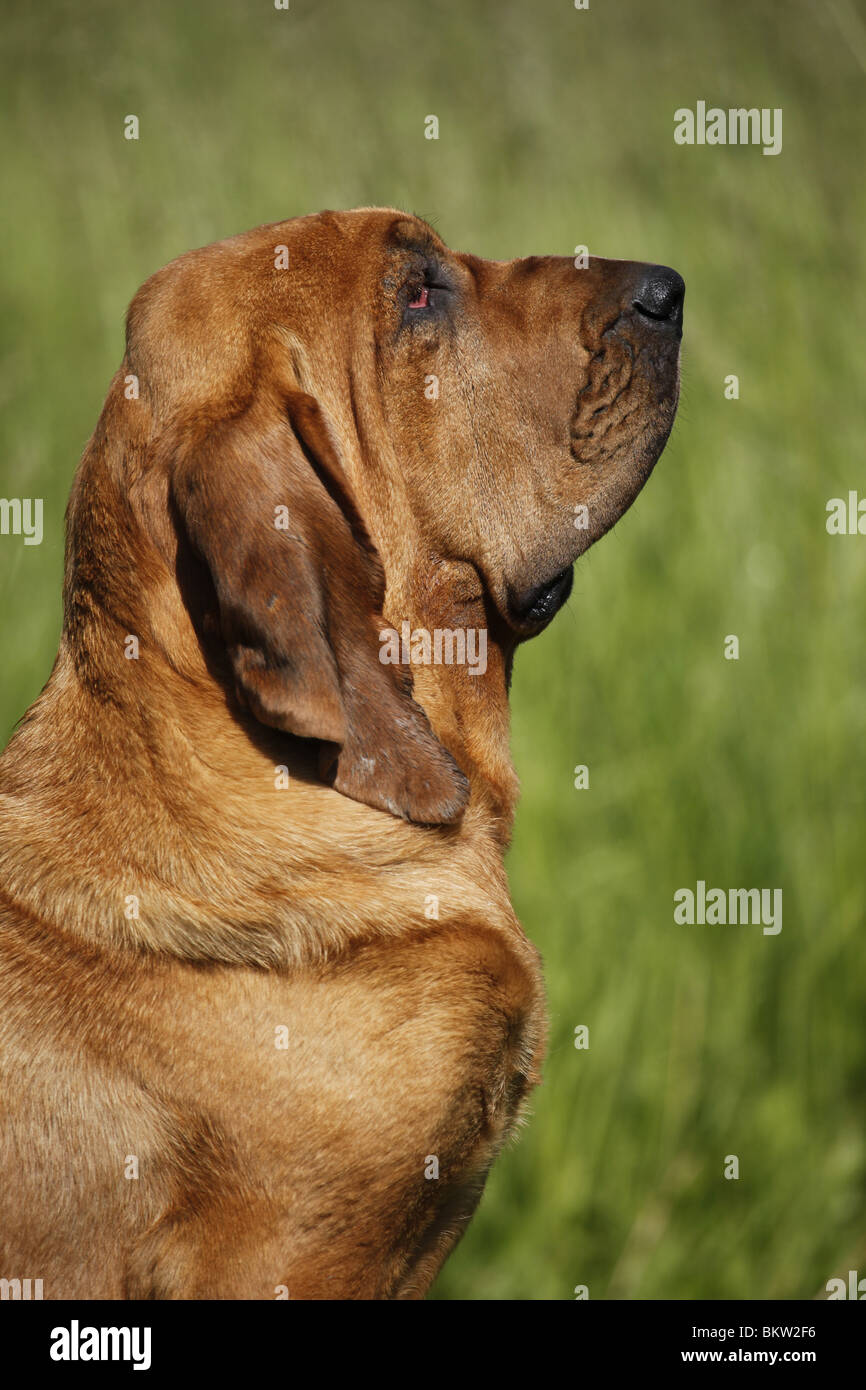 Bluthund Portrait / Bloodhound Portrait Stock Photo - Alamy
