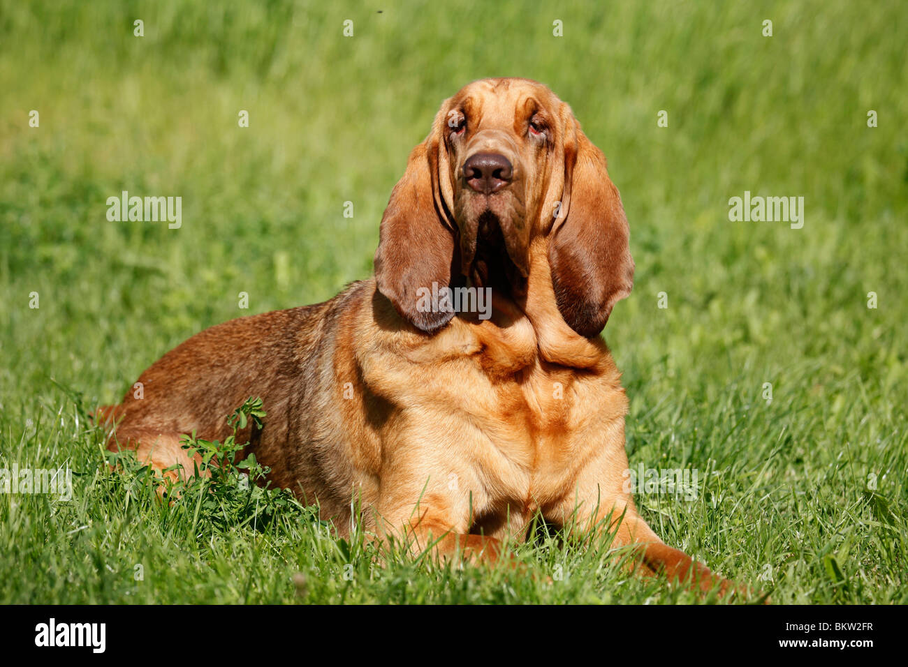 Bluthund auf Wiese / Bloodhound on meadow Stock Photo - Alamy