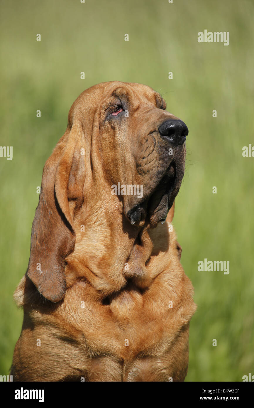 Bluthund Portrait / Bloodhound Portrait Stock Photo - Alamy
