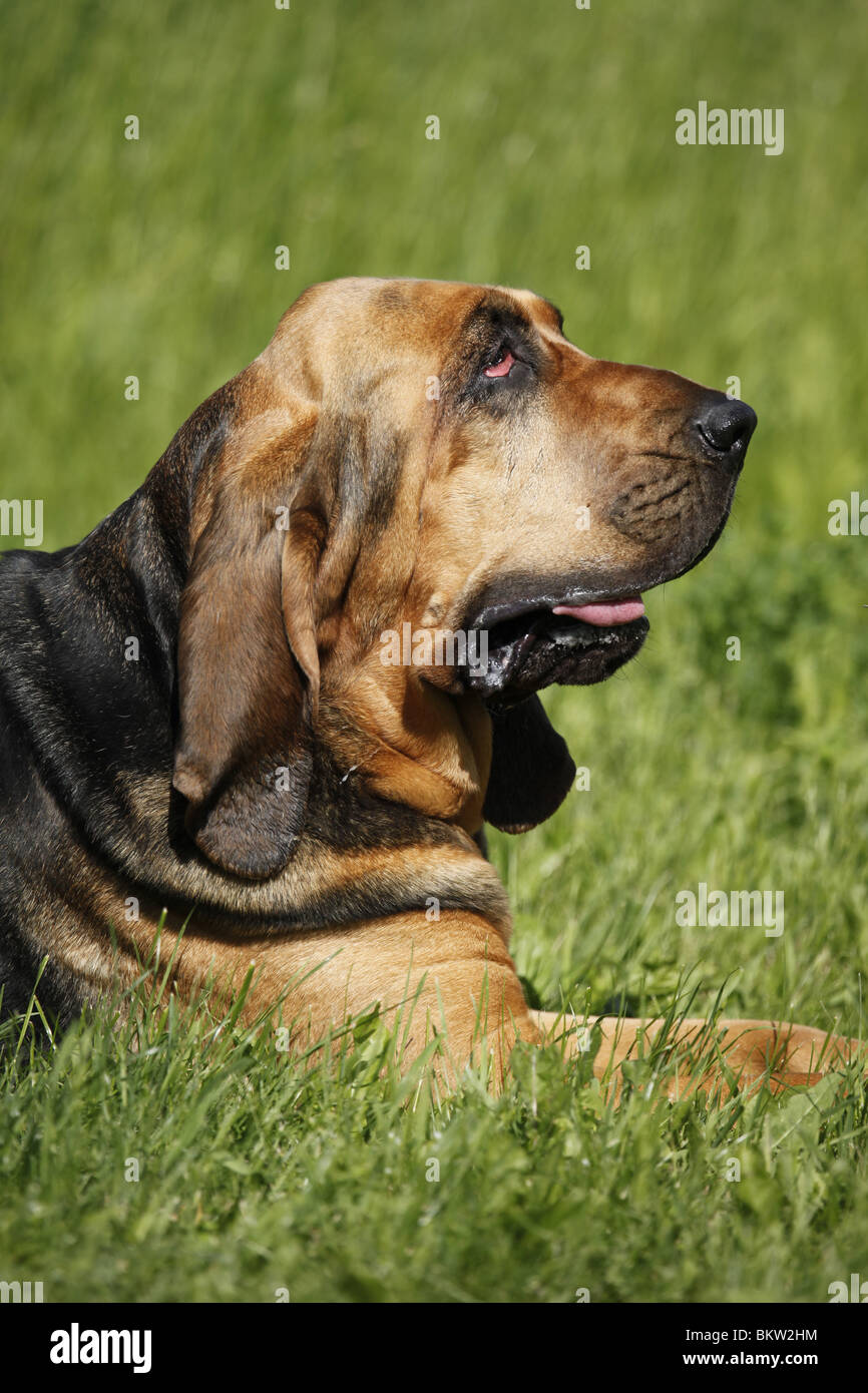 Bluthund auf Wiese / Bloodhound on meadow Stock Photo - Alamy