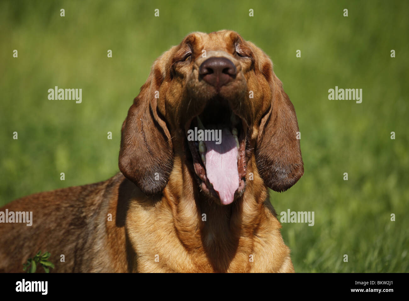 Bluthund Portrait / Bloodhound Portrait Stock Photo - Alamy