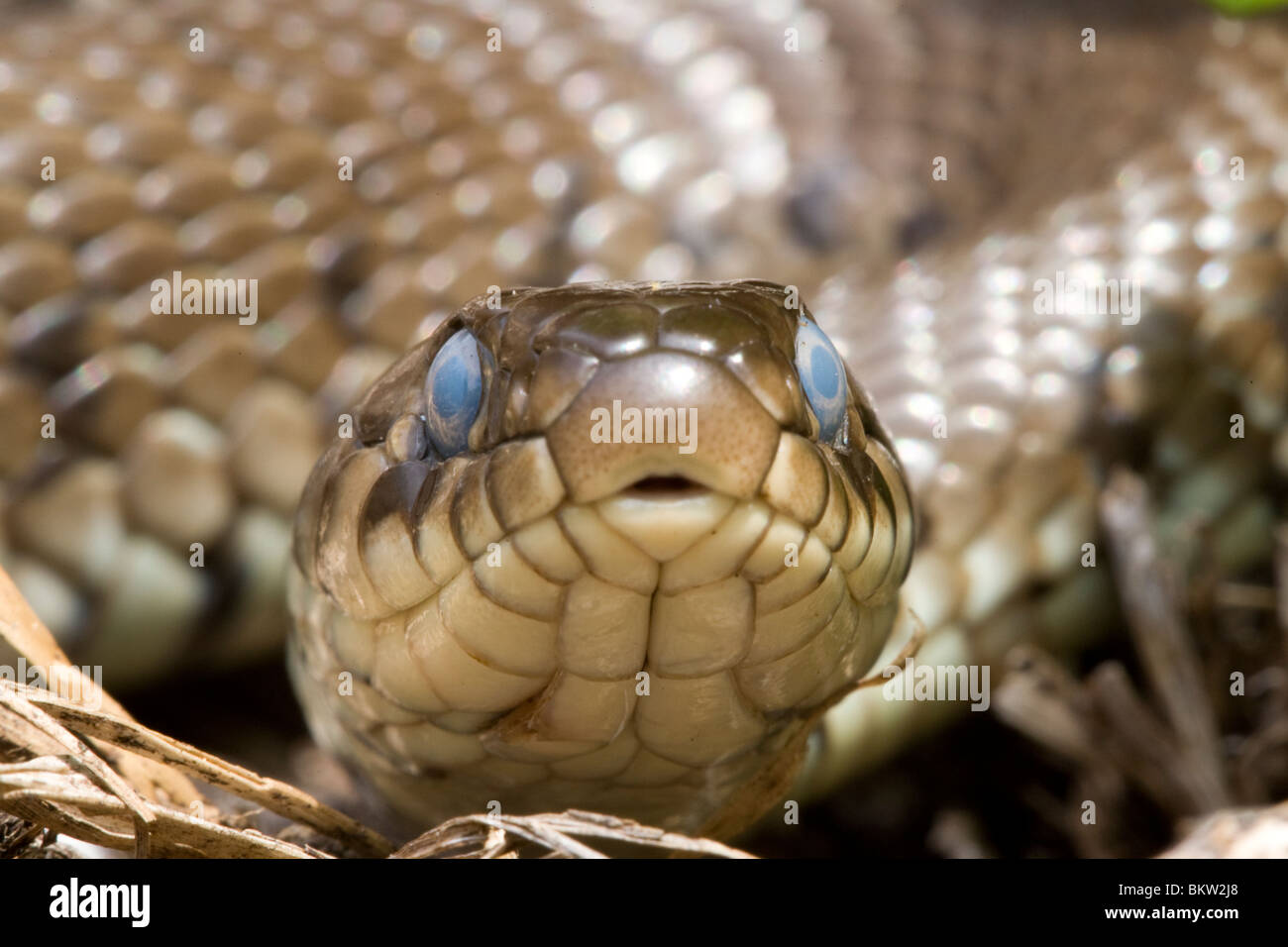 Ringslang hi-res stock photography and images - Alamy