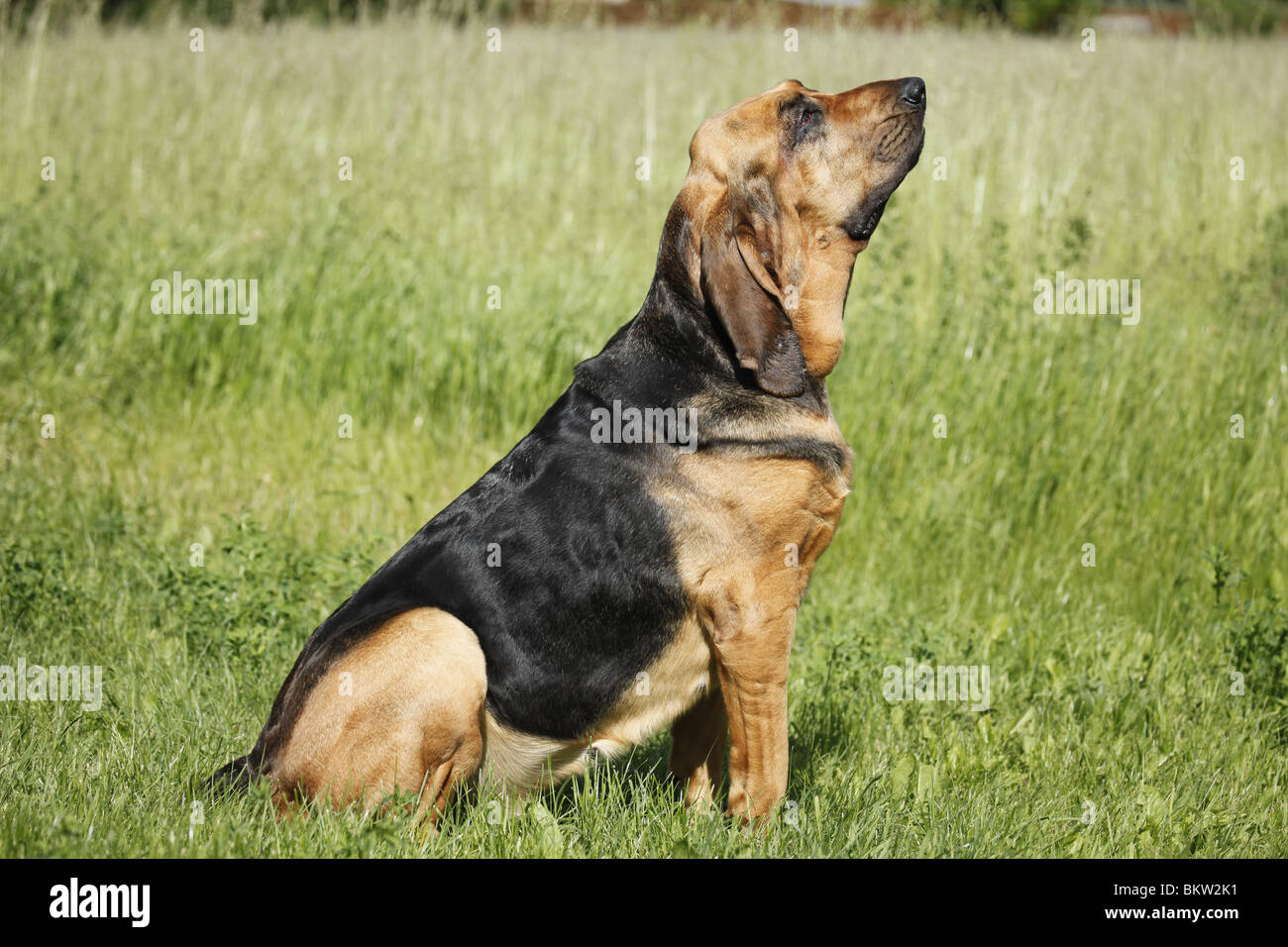 sitzender Bluthund / sitting Bloodhound Stock Photo - Alamy