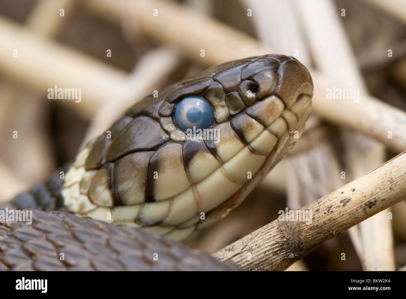 Ringslang hi-res stock photography and images - Alamy