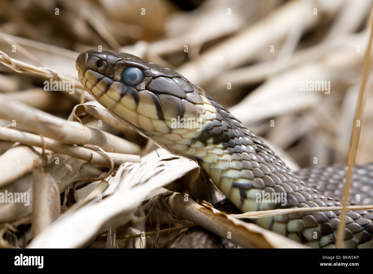 Ringslang hi-res stock photography and images - Alamy