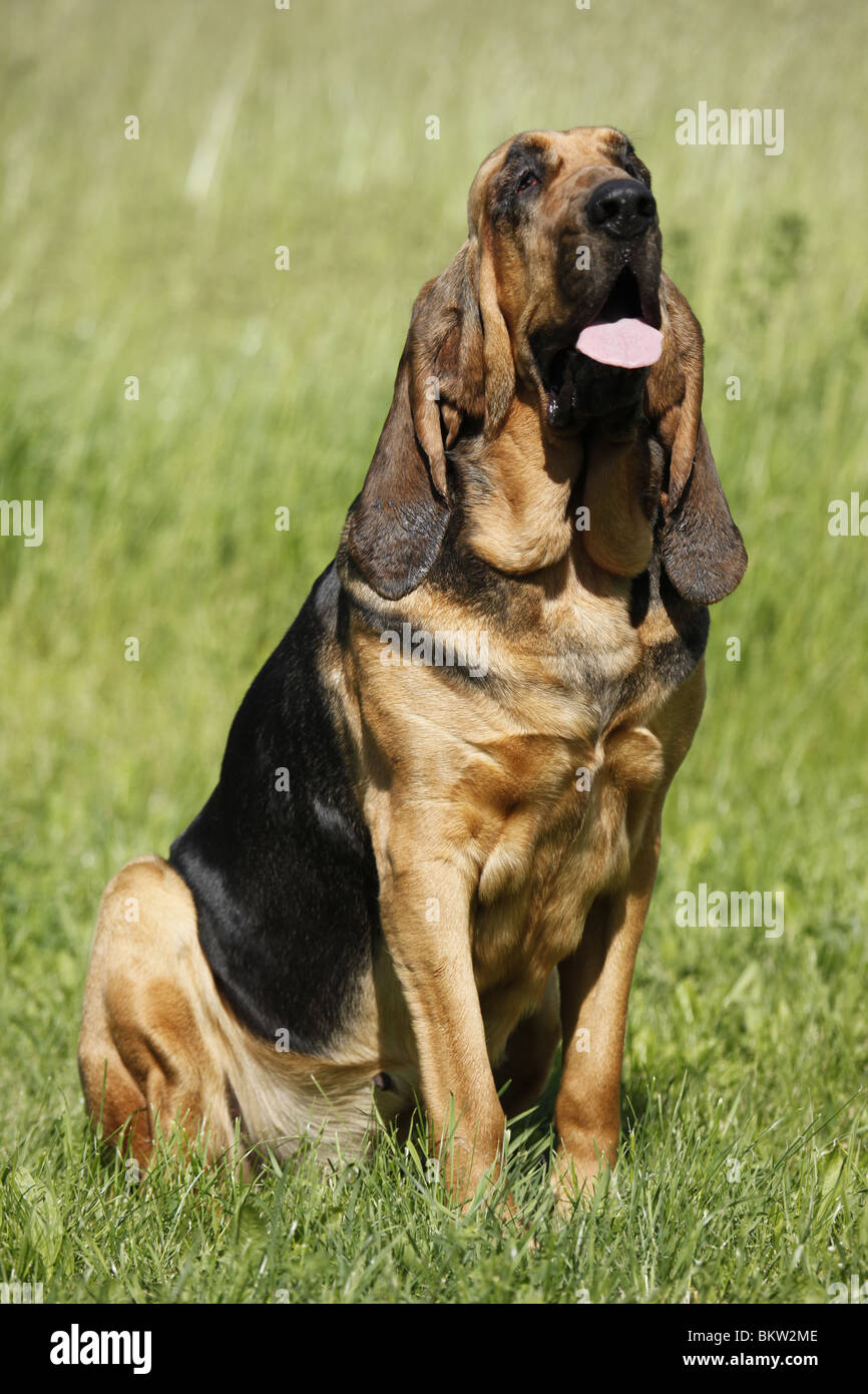 sitzender Bluthund / sitting Bloodhound Stock Photo - Alamy