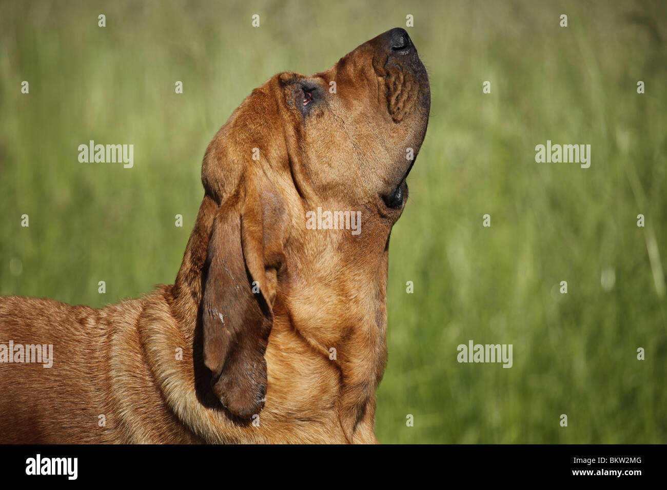 Bluthund Portrait / Bloodhound Portrait Stock Photo - Alamy