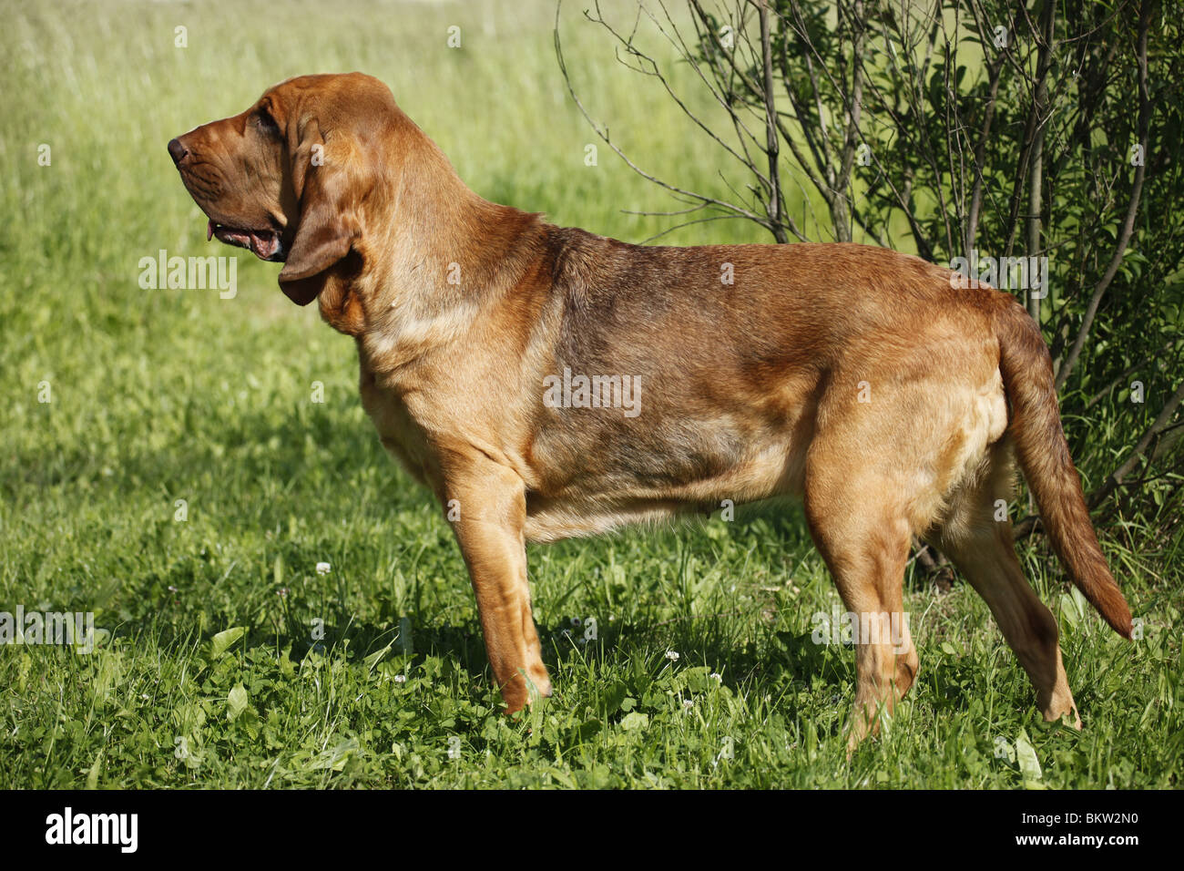 stehender Bluthund / standing Bloodhound Stock Photo - Alamy