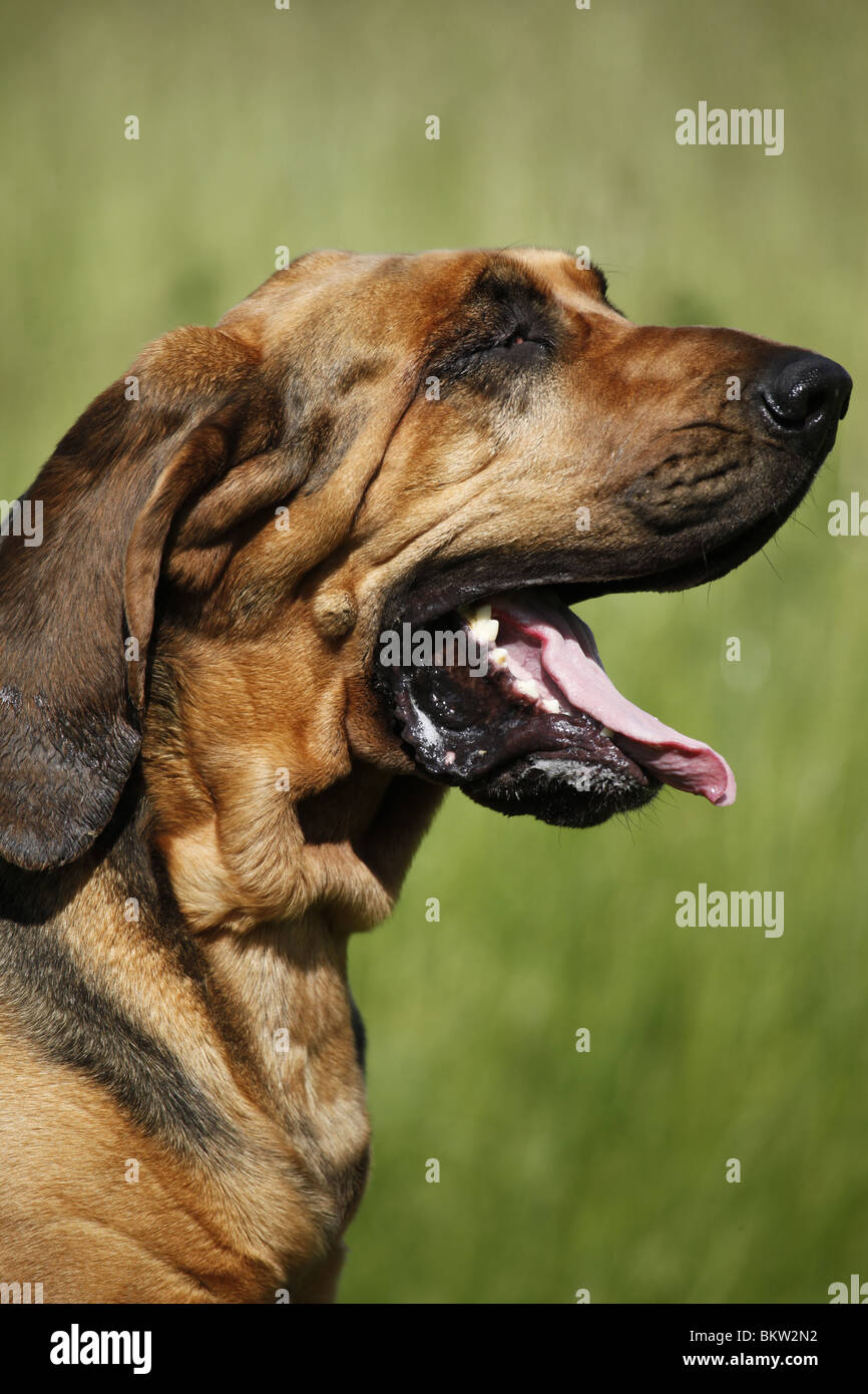 Bluthund Portrait / Bloodhound Portrait Stock Photo - Alamy