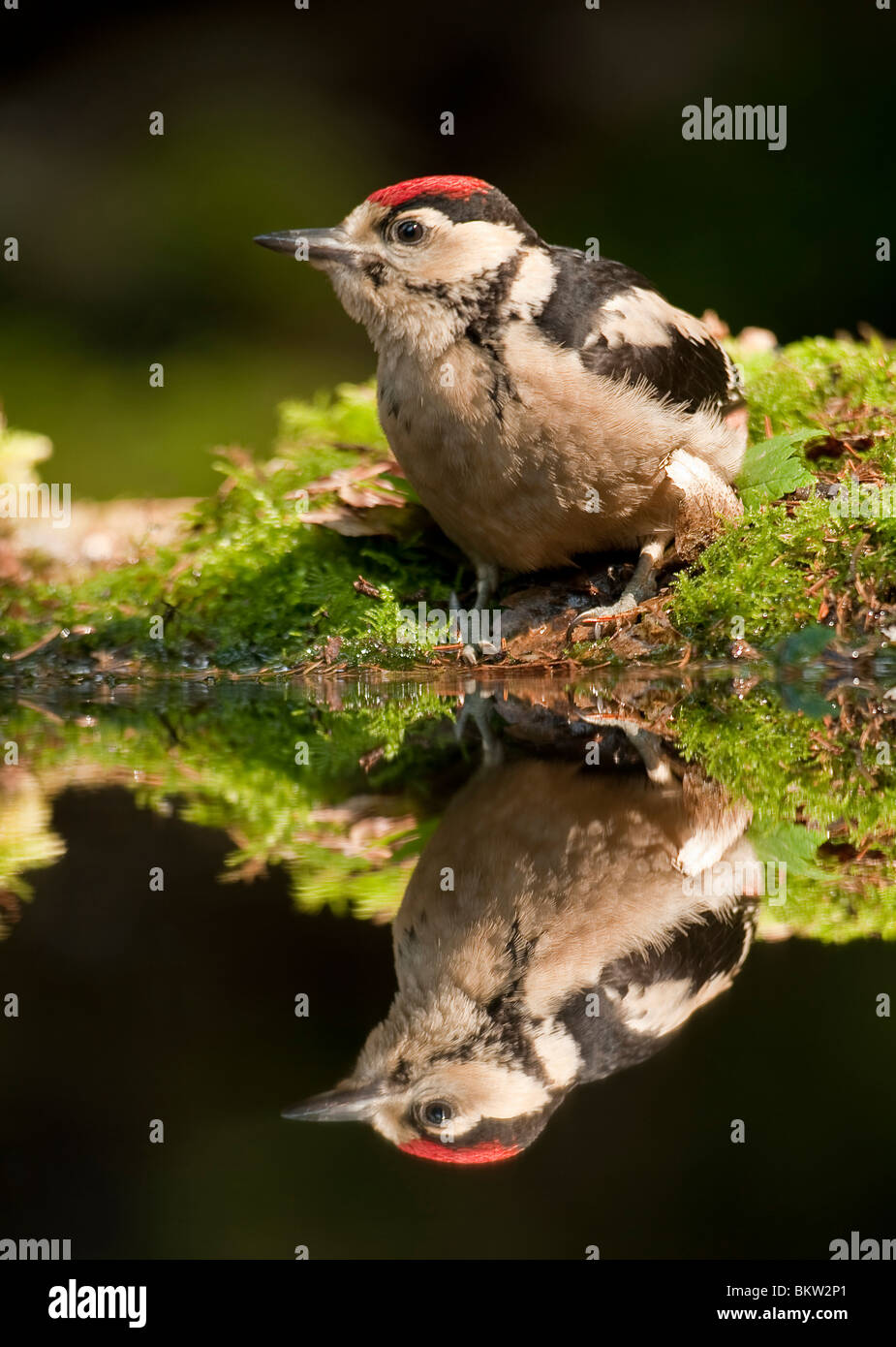 Bedelen hi-res stock photography and images - Alamy