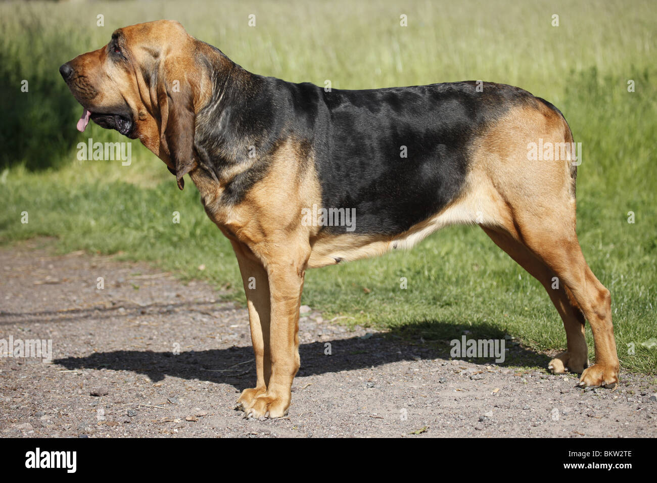 stehender Bluthund / standing Bloodhound Stock Photo - Alamy