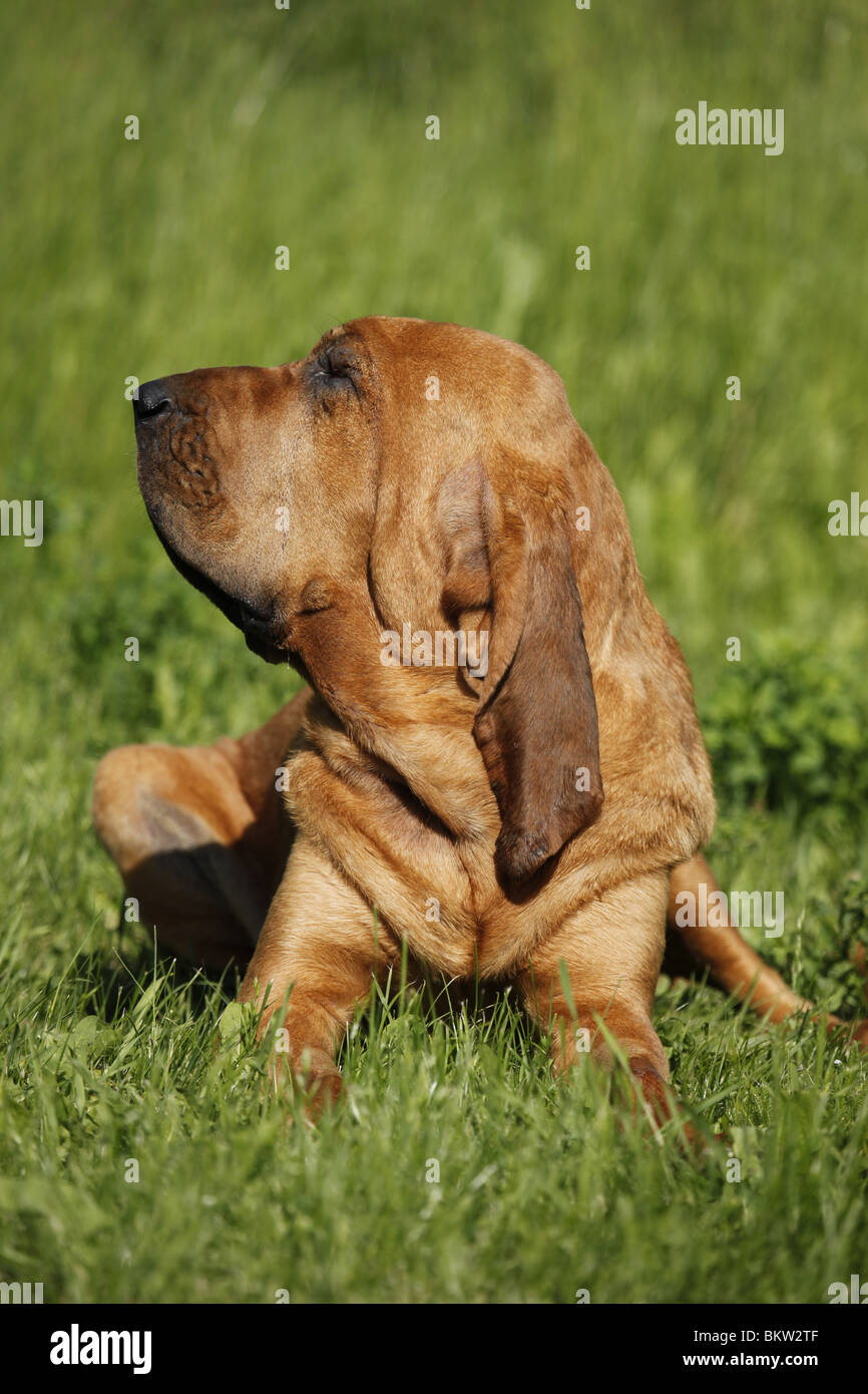 Bluthund auf Wiese / Bloodhound on meadow Stock Photo - Alamy