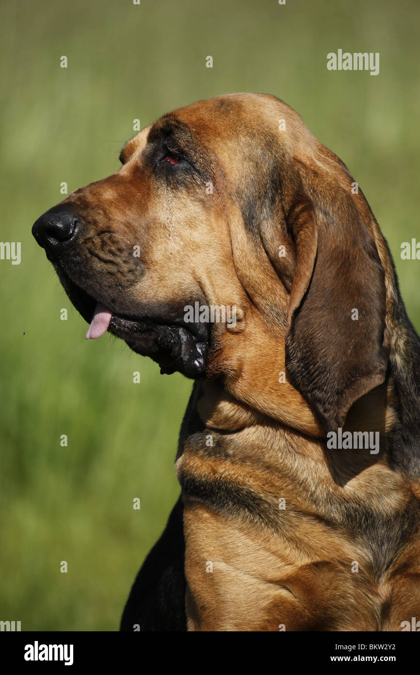 Bluthund Portrait / Bloodhound Portrait Stock Photo - Alamy