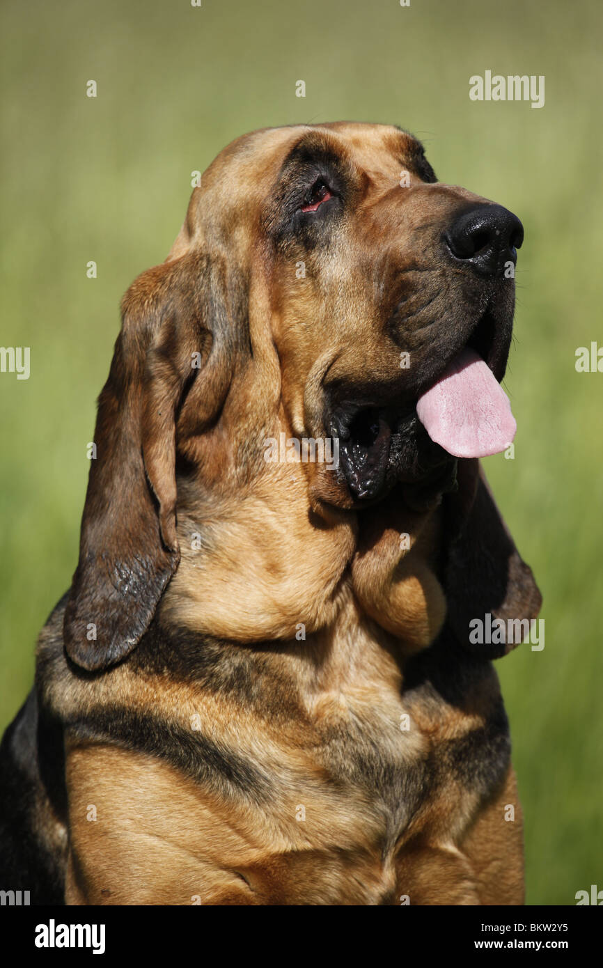 Bluthund Portrait / Bloodhound Portrait Stock Photo - Alamy