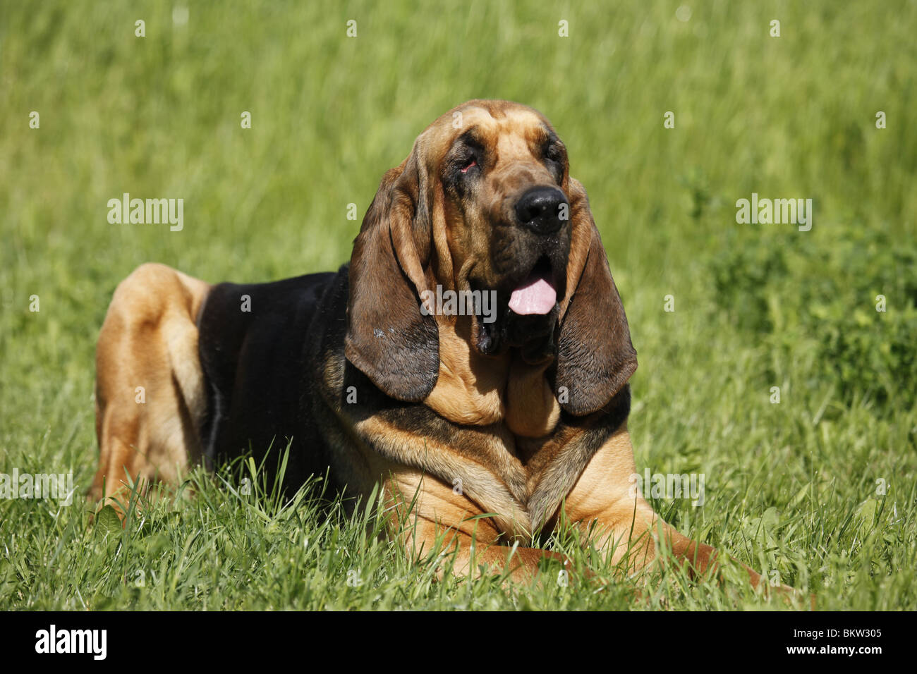 Bluthund auf Wiese / Bloodhound on meadow Stock Photo - Alamy