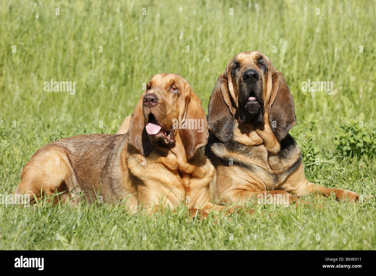 Bluthund auf Wiese / Bloodhound on meadow Stock Photo - Alamy
