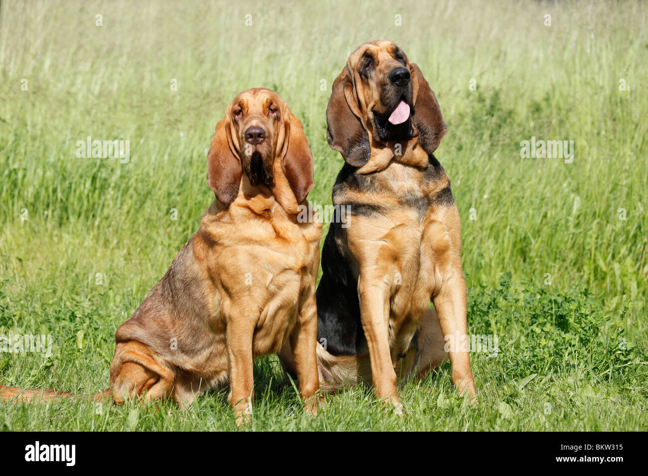 sitzender Bluthund / sitting Bloodhound Stock Photo - Alamy