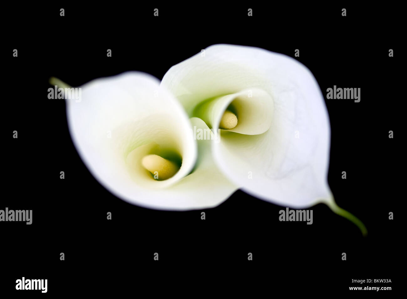 Calla lilies against black background Stock Photo - Alamy