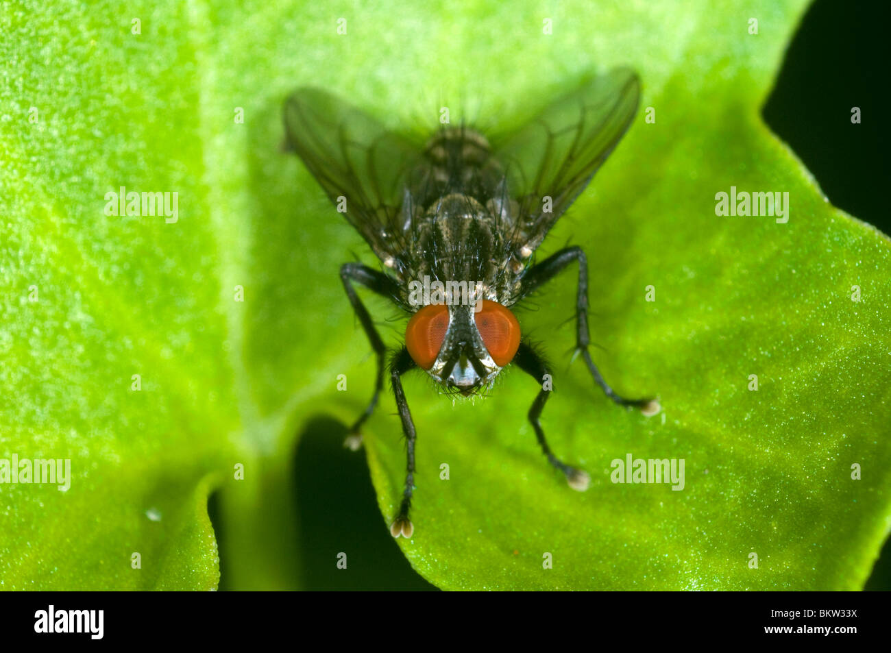 Close up fly hi-res stock photography and images - Alamy