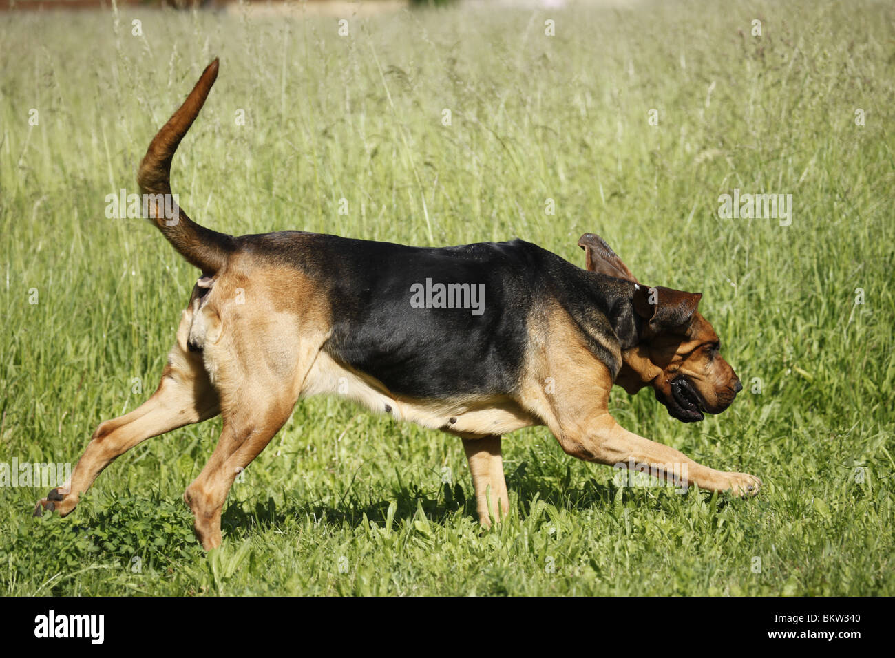 Bloodhounds Running Stock Photos & Bloodhounds Running Stock Images - Alamy